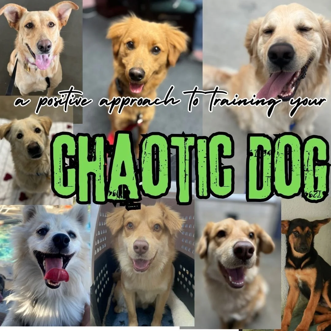 Chaotic Dog | Empower Your Dog Training – Join Now