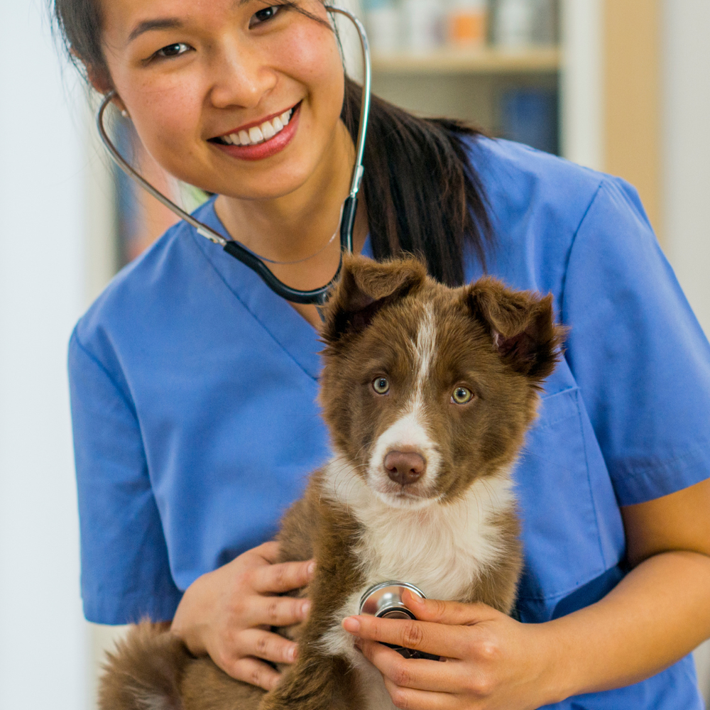 Veterinary Consolidator & Rollup Partner | Essential Veterinary ...
