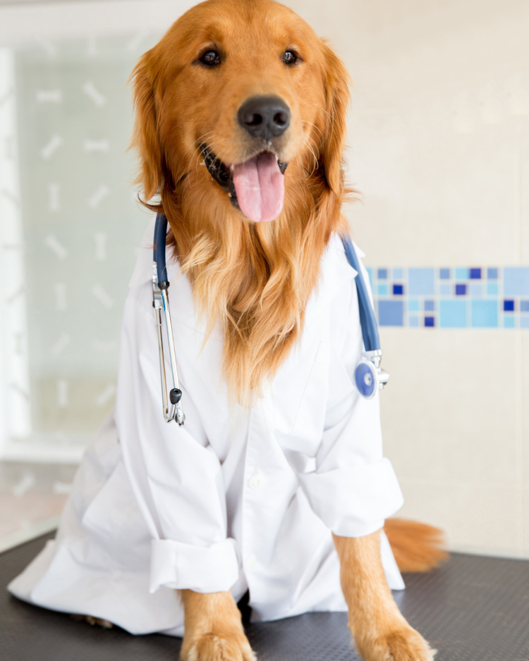 About Essential Veterinary Partners (EVP) | Reimagining the Veterinary ...