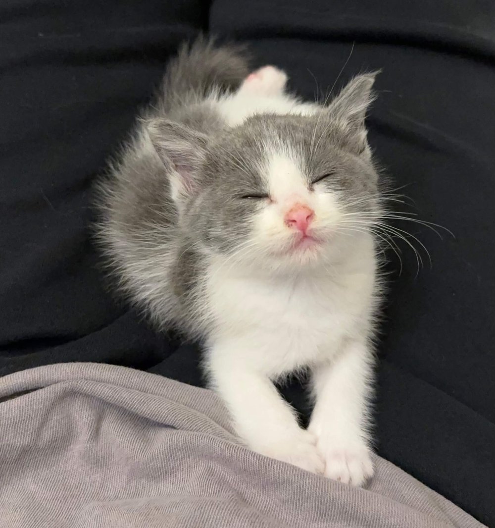 What Is TNR? | Trap-Neuter-Return for Stray & Feral Cats — TNR Allies ...