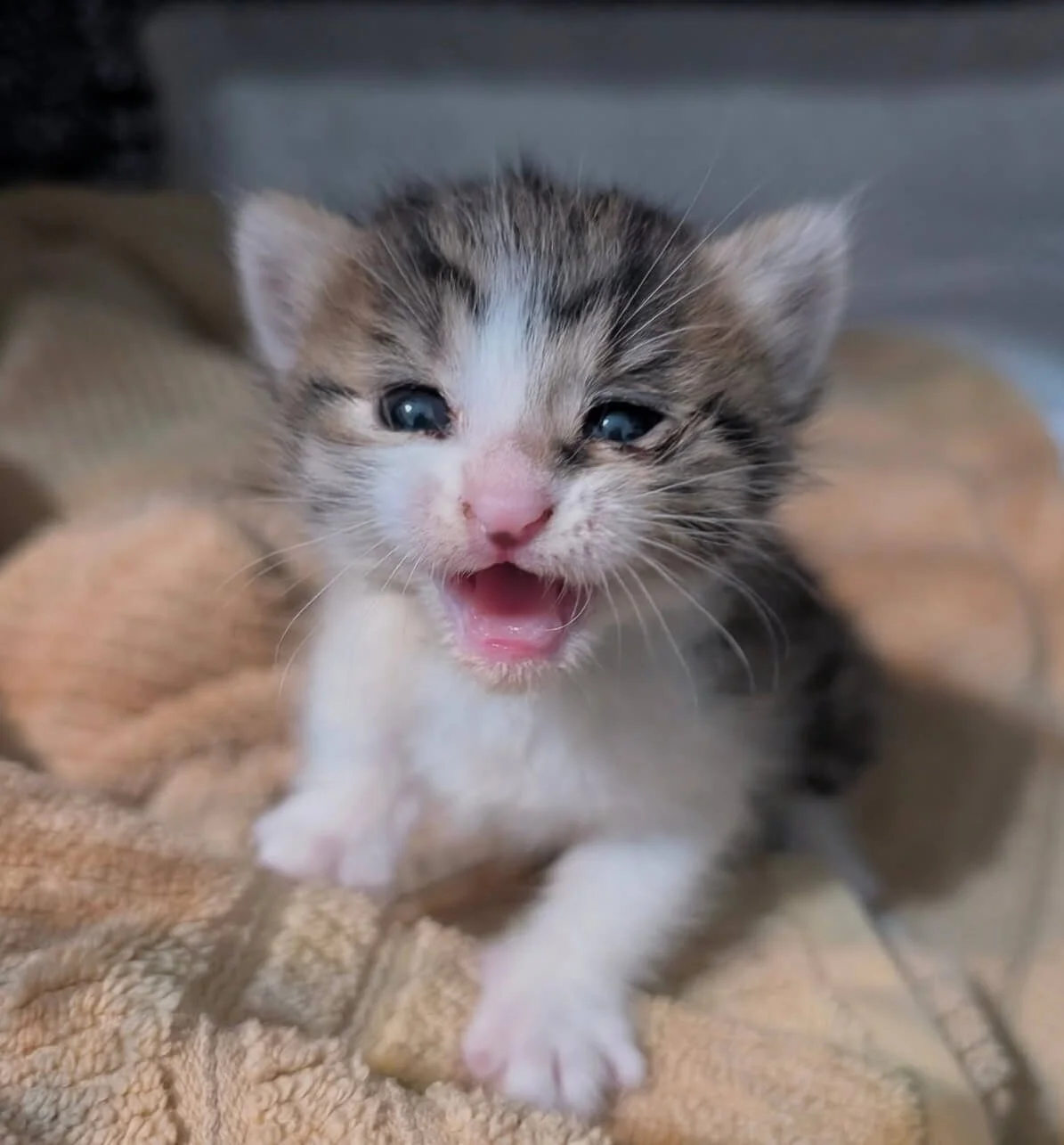 TNR Allies & Friends | Trap-Neuter-Return & Cat Rescue in SoCal