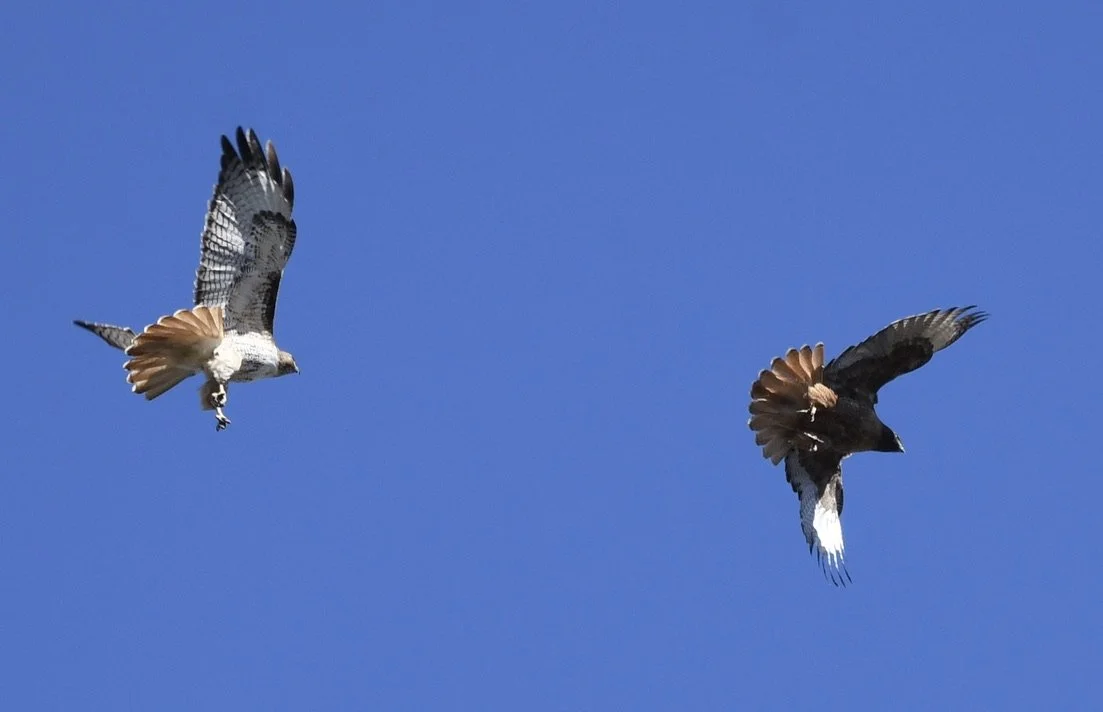 Bird Spotlight: Red-Tailed Hawk — Sunriver Nature Center & Observatory