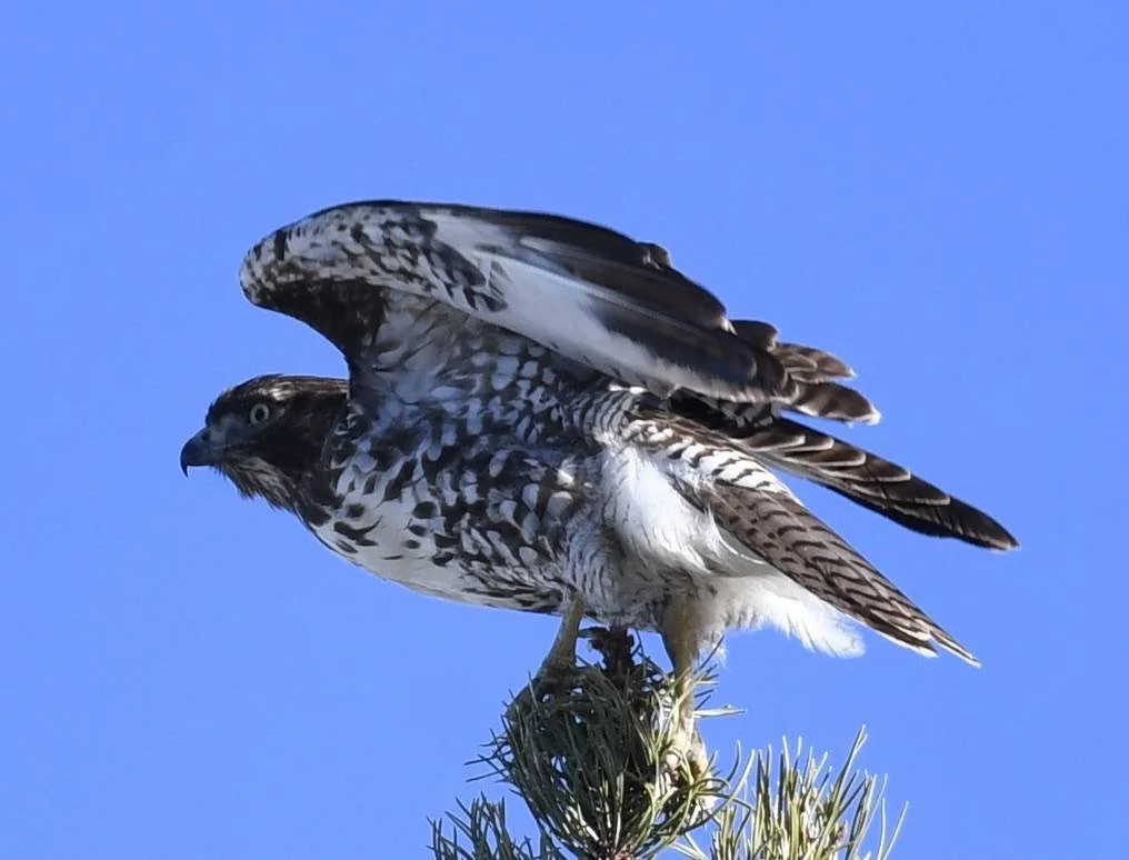 Bird Spotlight: Red-Tailed Hawk — Sunriver Nature Center & Observatory