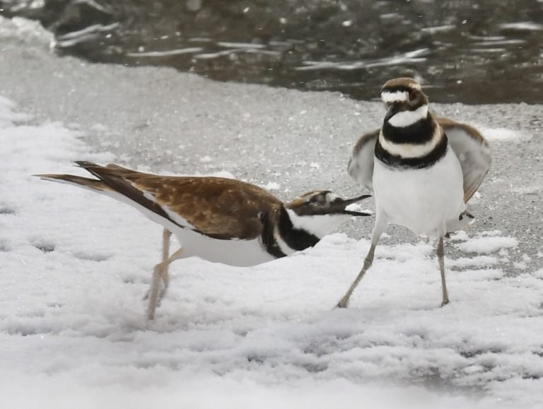 Bird Spotlight: KillDeer — Sunriver Nature Center & Observatory