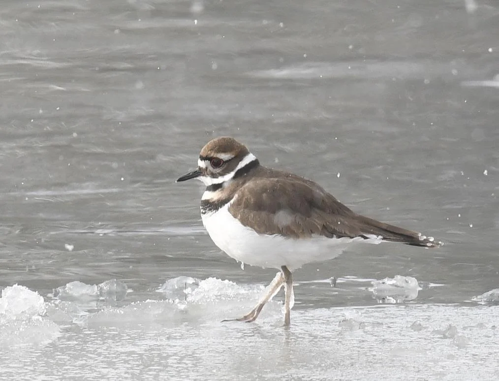 Bird Spotlight: KillDeer — Sunriver Nature Center & Observatory