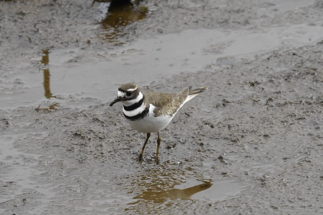 Bird Spotlight: KillDeer — Sunriver Nature Center & Observatory