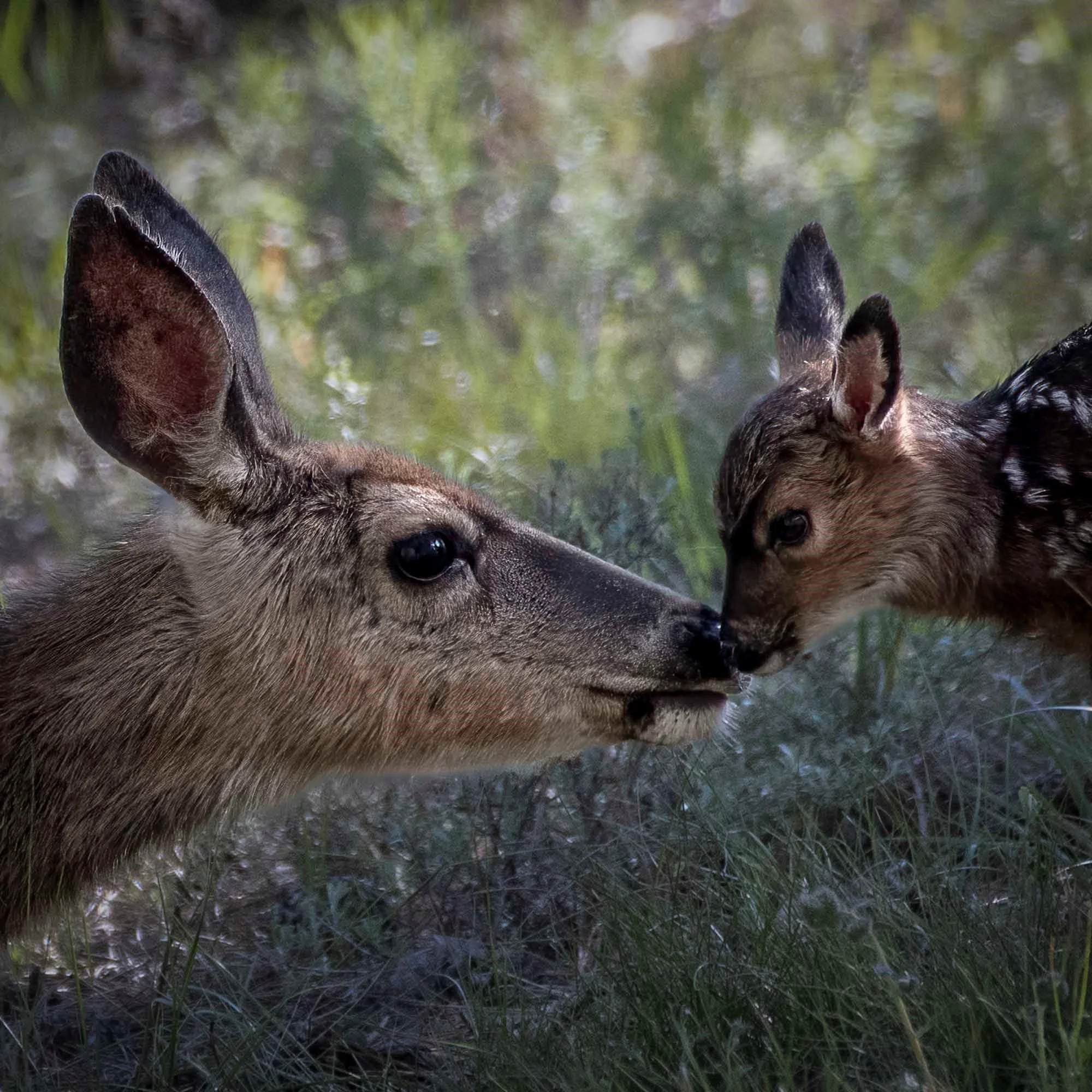 Sunriver Nature Center & Observatory | Explore nature, seek the stars!