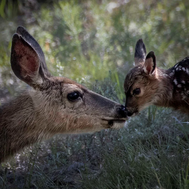 Sunriver Nature Center & Observatory | Explore nature, seek the stars!