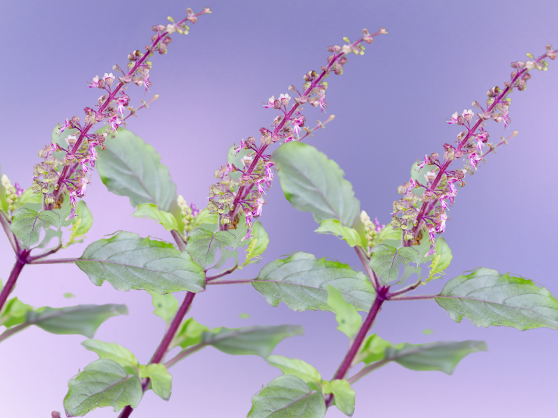 What is Holy Basil Good For? — Cyree Jarelle Johnson || Rootworker ...