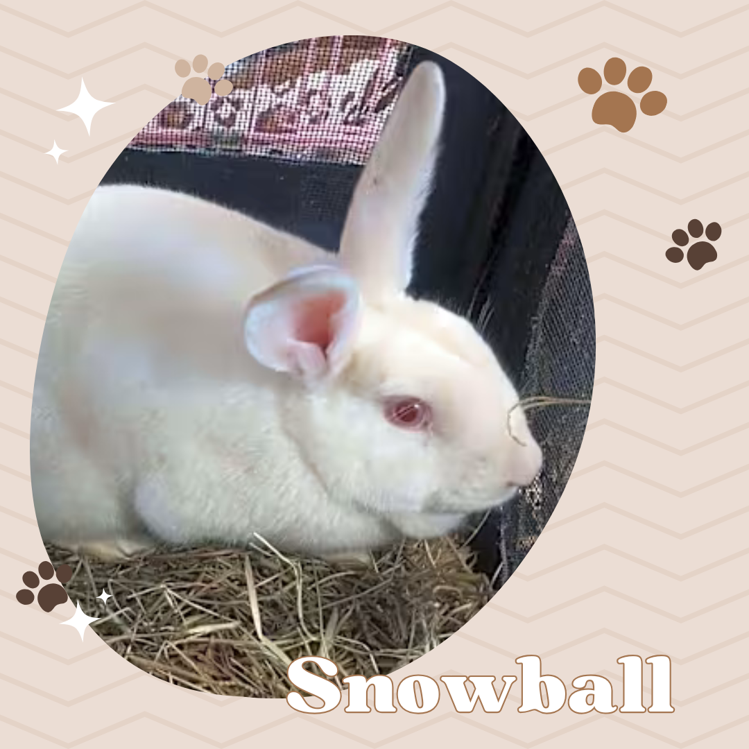 RVA Street Bunny Society