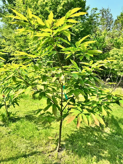 American Chestnut Restoration | Restore Our Forests