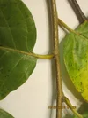 Chestnut Identification | Explore More & Learn — American Chestnut ...