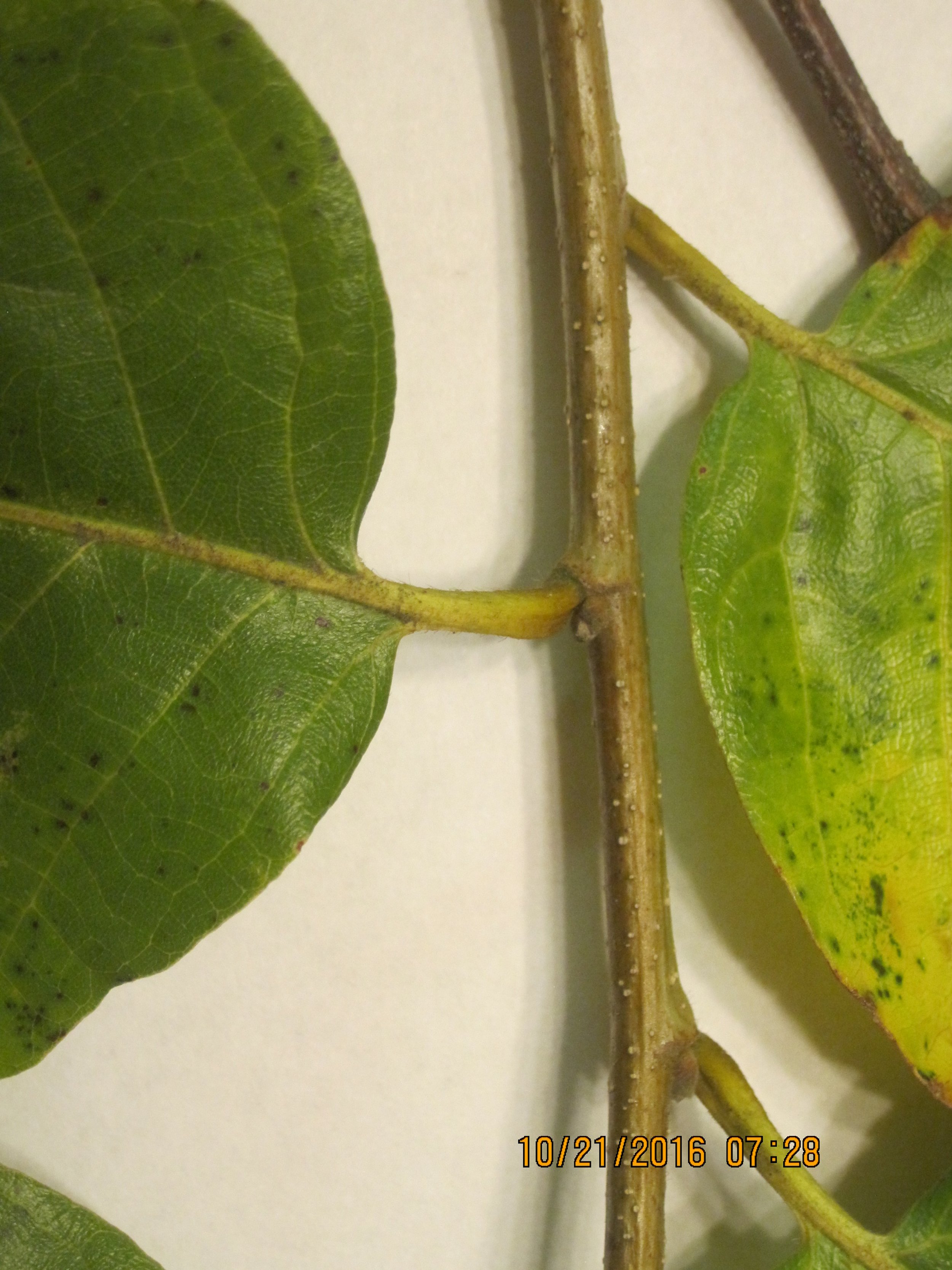 Chestnut Identification | Explore More & Learn — American Chestnut ...