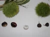 Chestnut Identification | Explore More & Learn — American Chestnut ...
