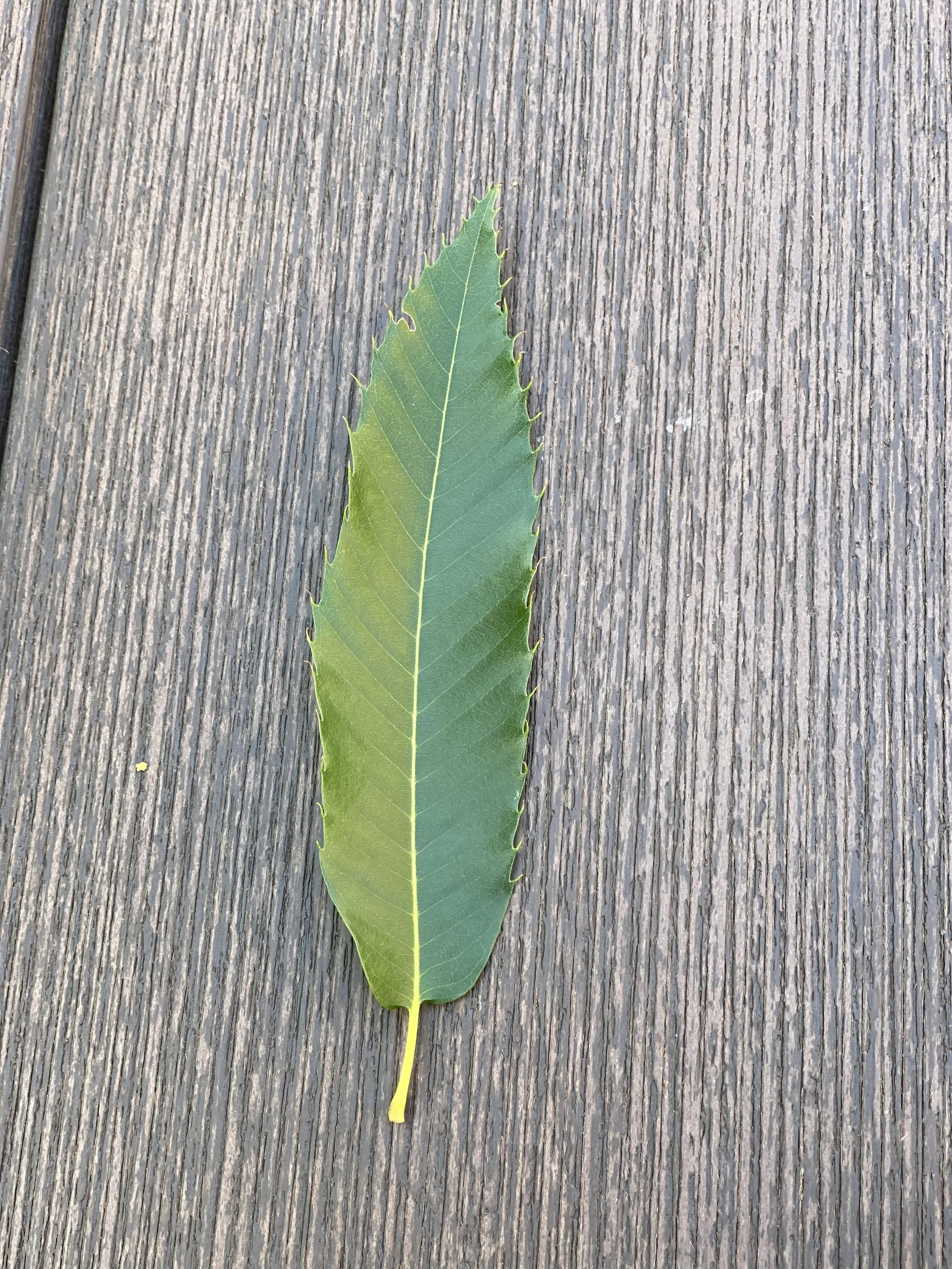 Chestnut Identification | Explore More & Learn — American Chestnut ...