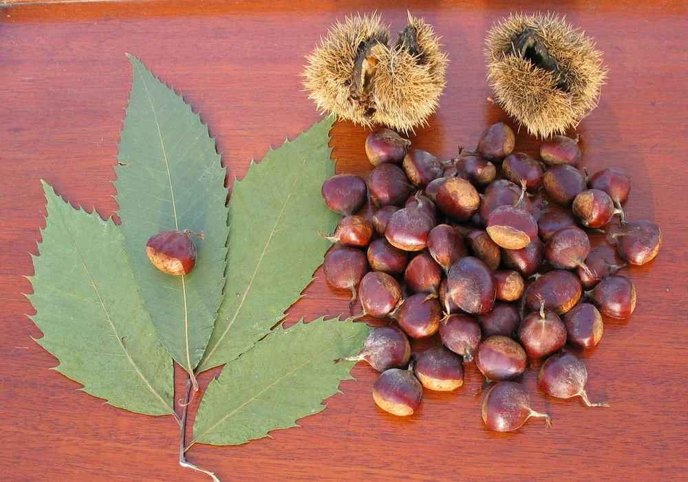 Chestnut Identification | Explore More & Learn — American Chestnut ...