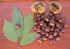 Chestnut Identification | Explore More & Learn — American Chestnut ...
