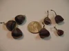 Chestnut Identification | Explore More & Learn — American Chestnut ...