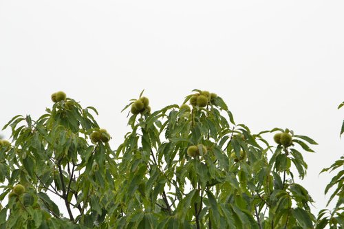 History — American Chestnut Restoration