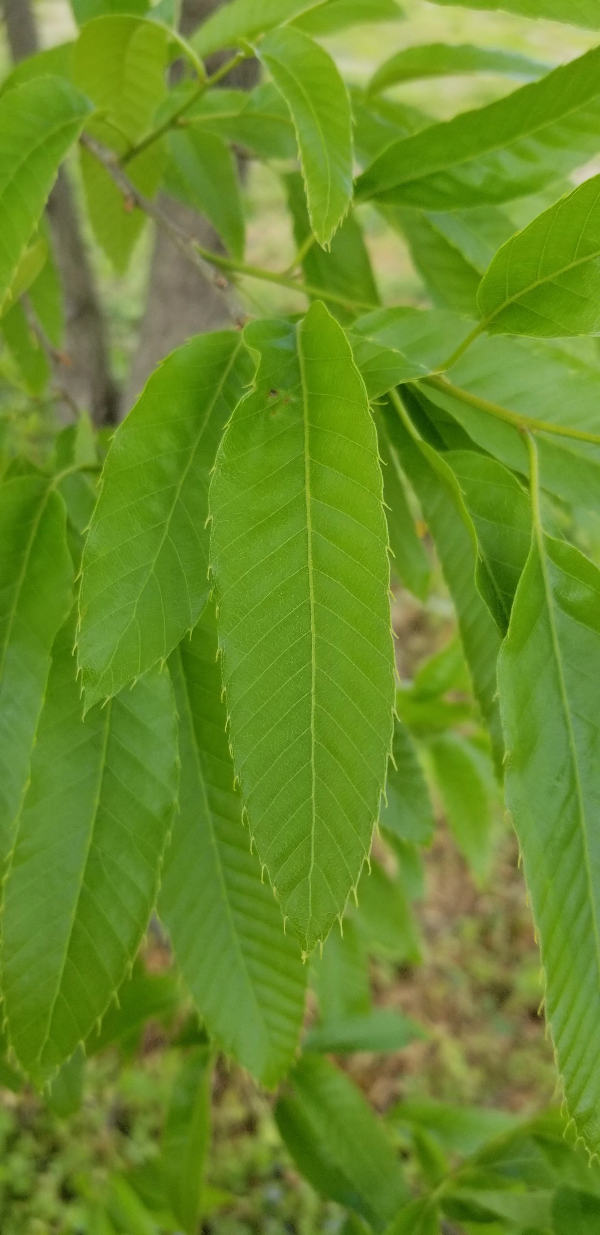 Chestnut Identification | Explore More & Learn — American Chestnut ...