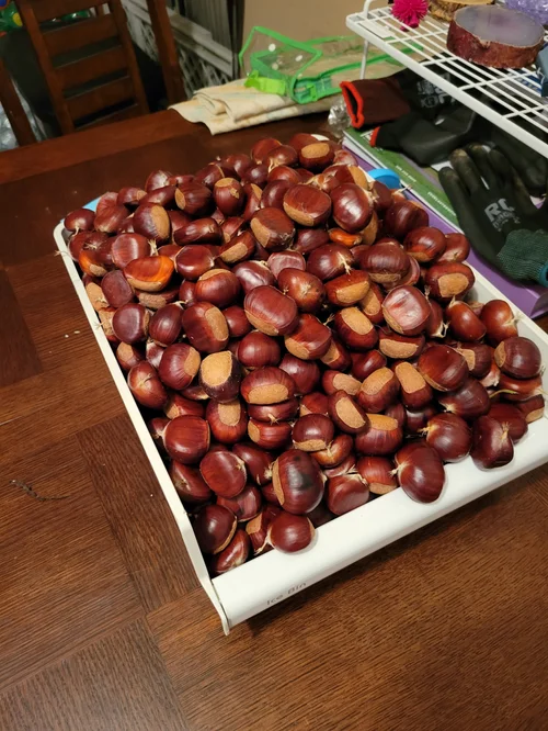 Chestnut Identification | Explore More & Learn — American Chestnut ...