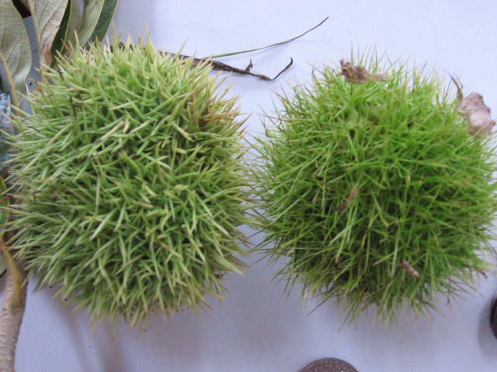 Chestnut Identification | Explore More & Learn — American Chestnut ...
