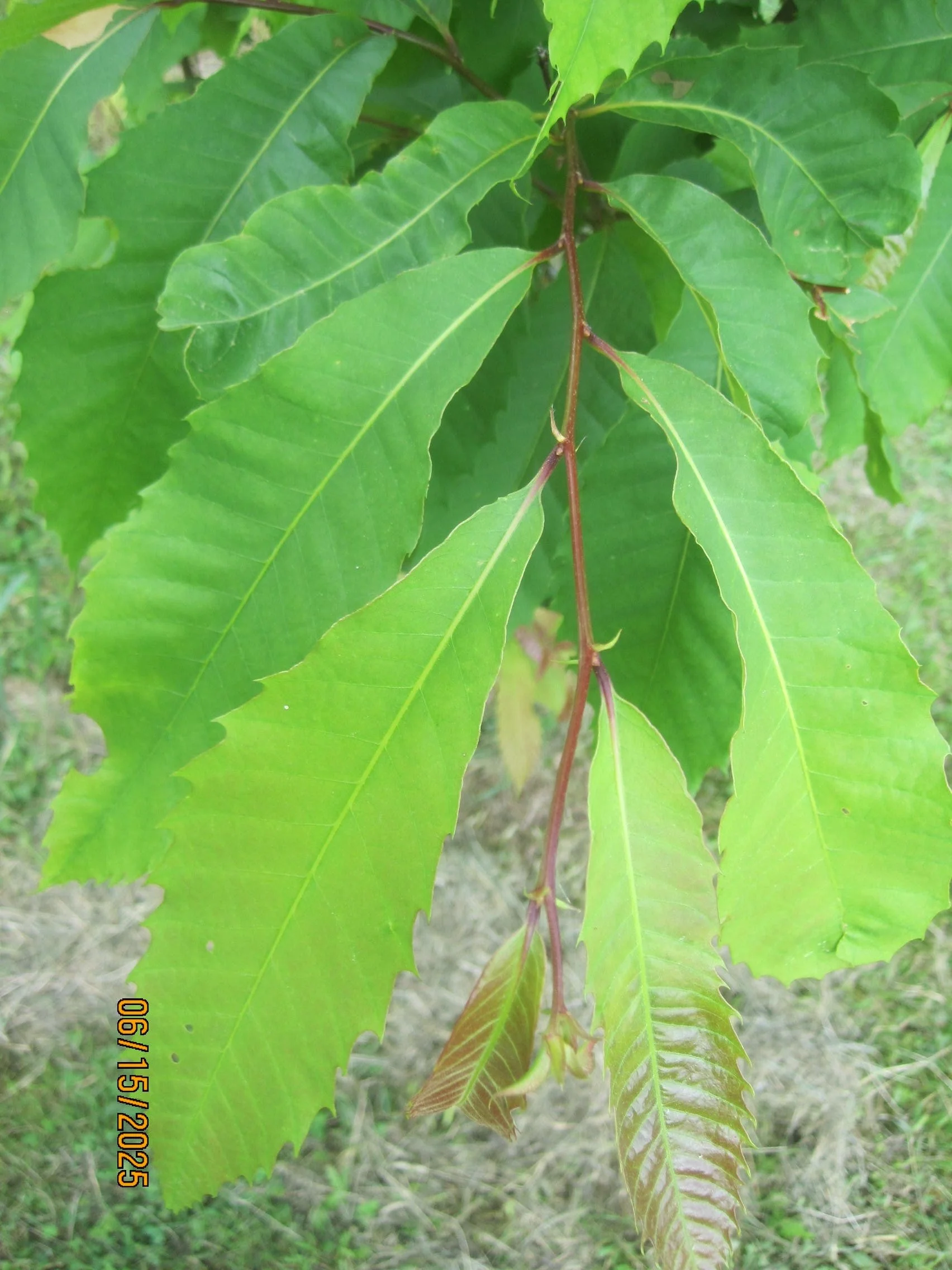 Chestnut Identification | Explore More & Learn — American Chestnut ...