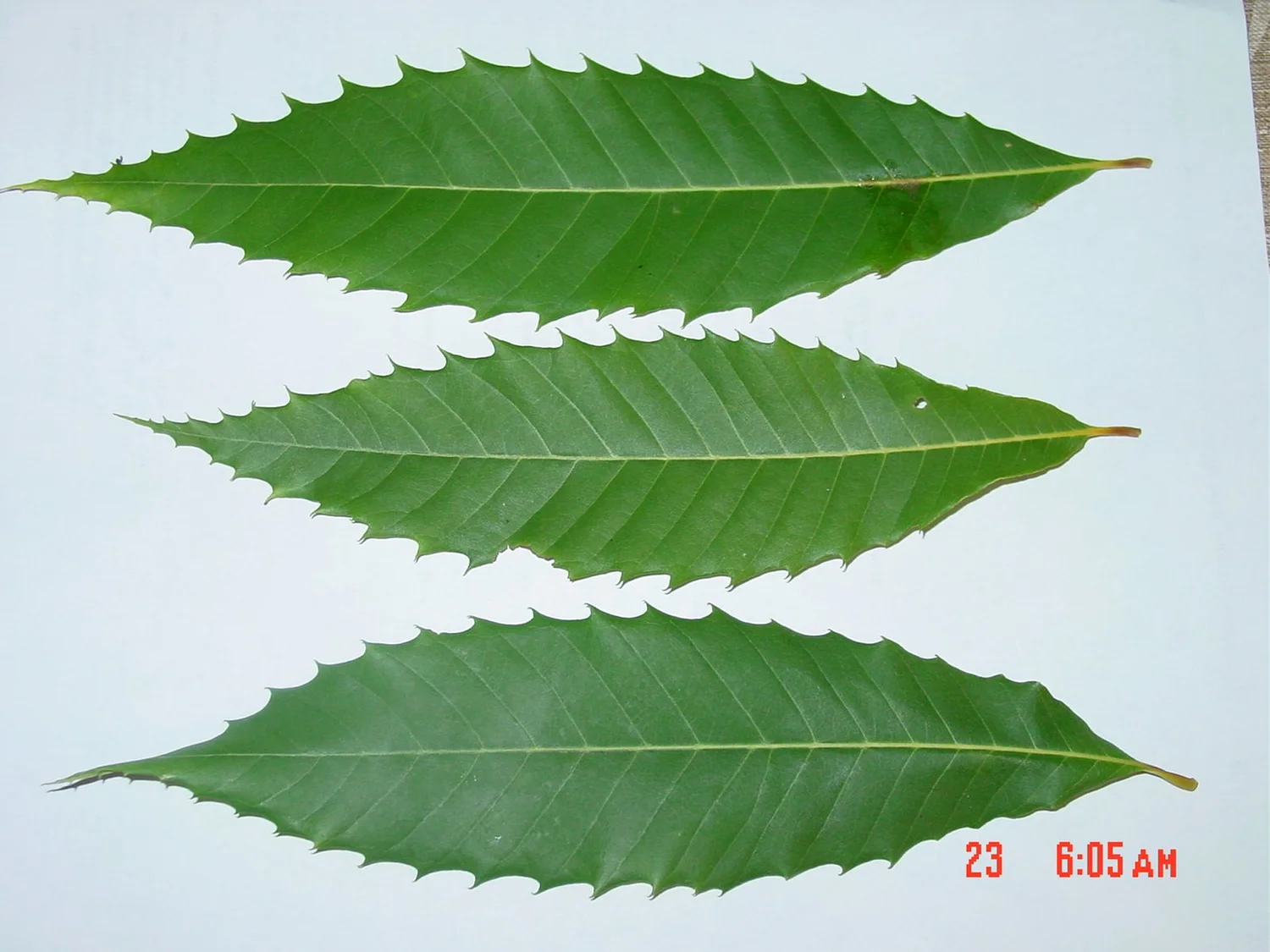 Chestnut Identification | Explore More & Learn — American Chestnut ...
