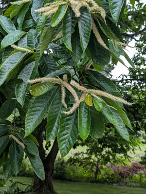 Chestnut Identification | Explore More & Learn — American Chestnut ...