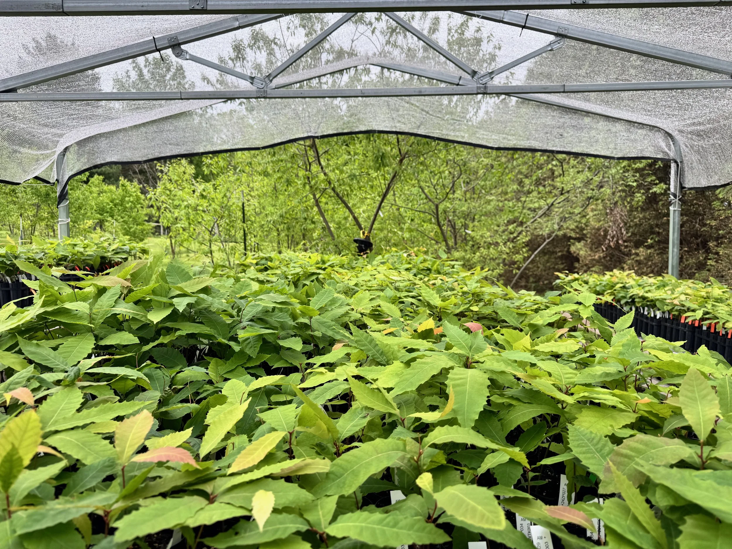 Darling 54 Comment Period — American Chestnut Restoration