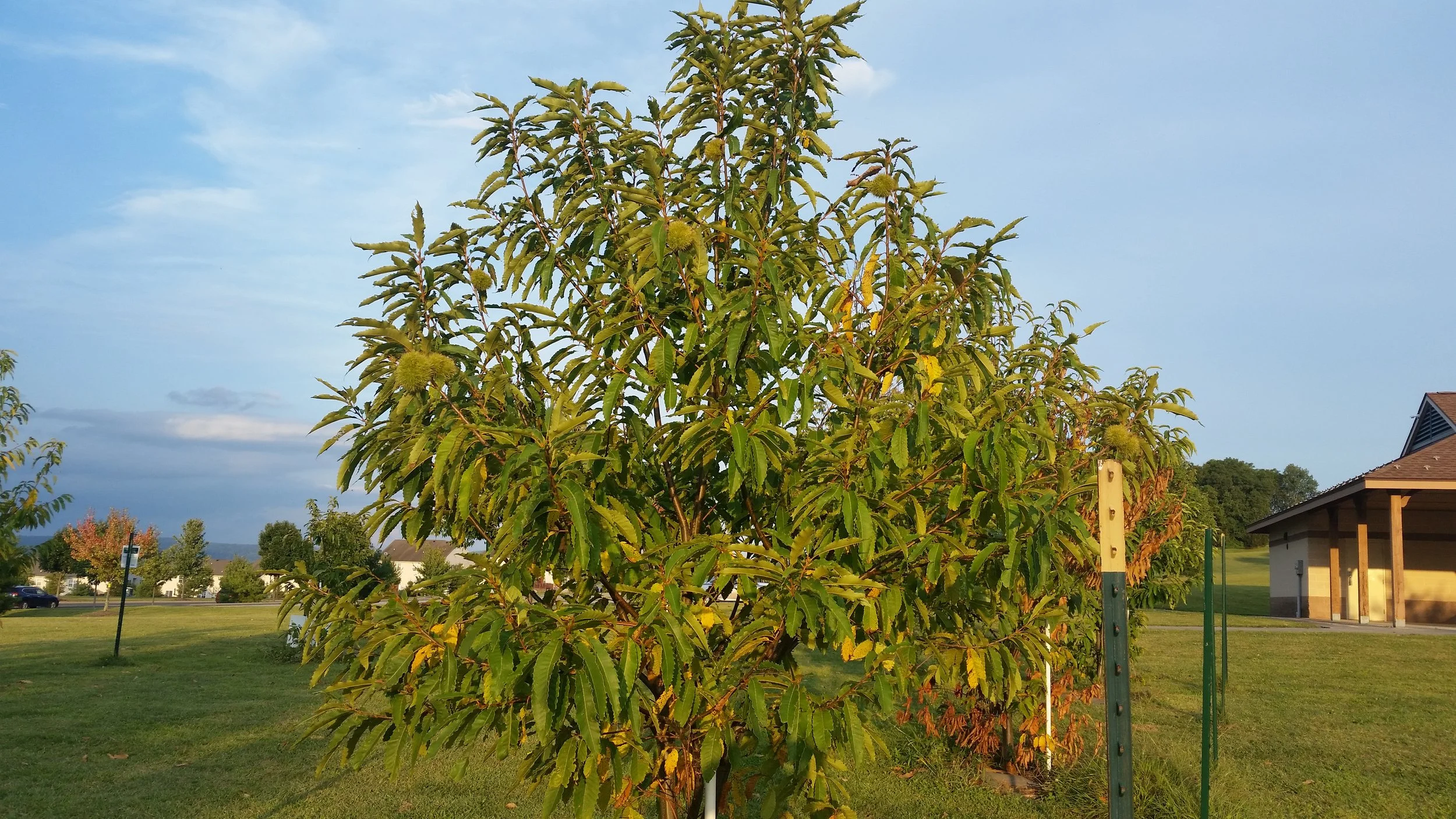 American Chestnut Restoration | Restore Our Forests