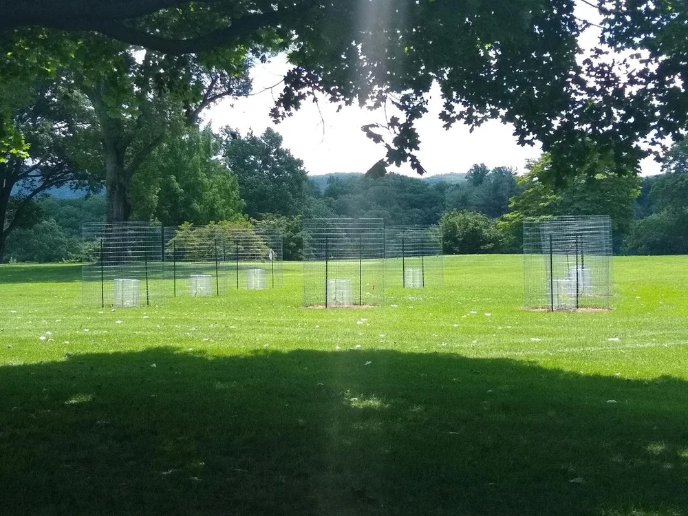 Projects | Explore Our Initiatives — American Chestnut Restoration