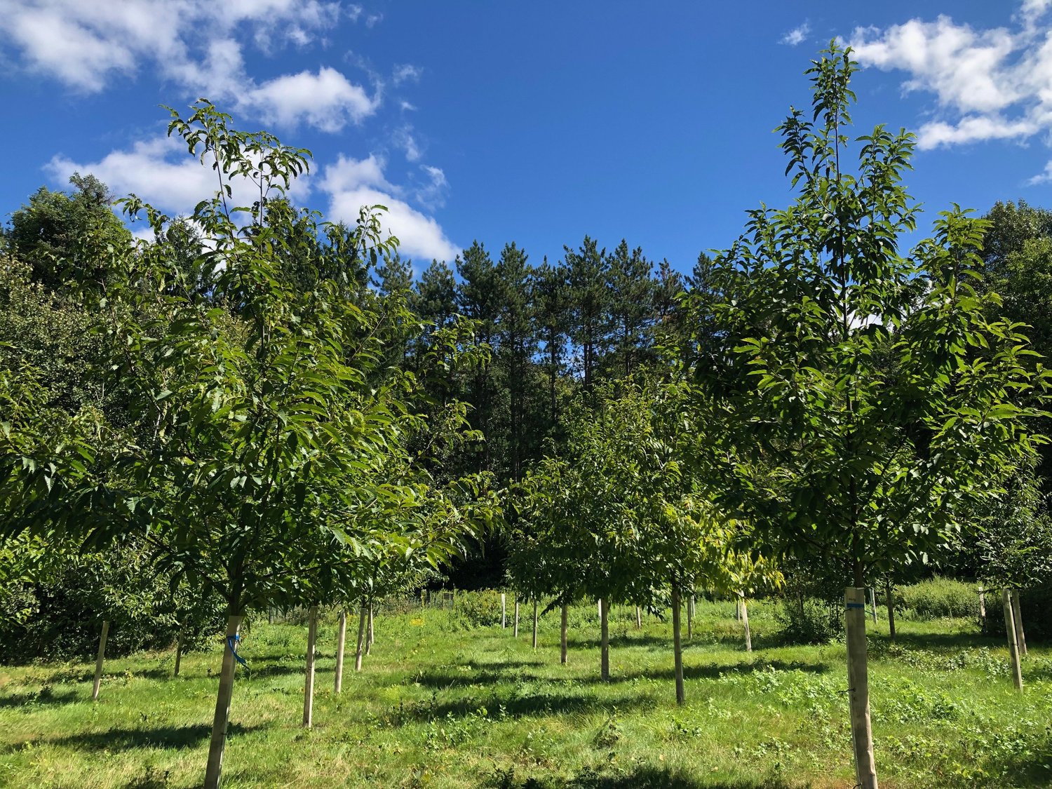 Growing Chestnuts | Restore American Chestnuts — American Chestnut ...
