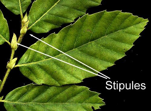 Chestnut Identification | Explore More & Learn — American Chestnut ...