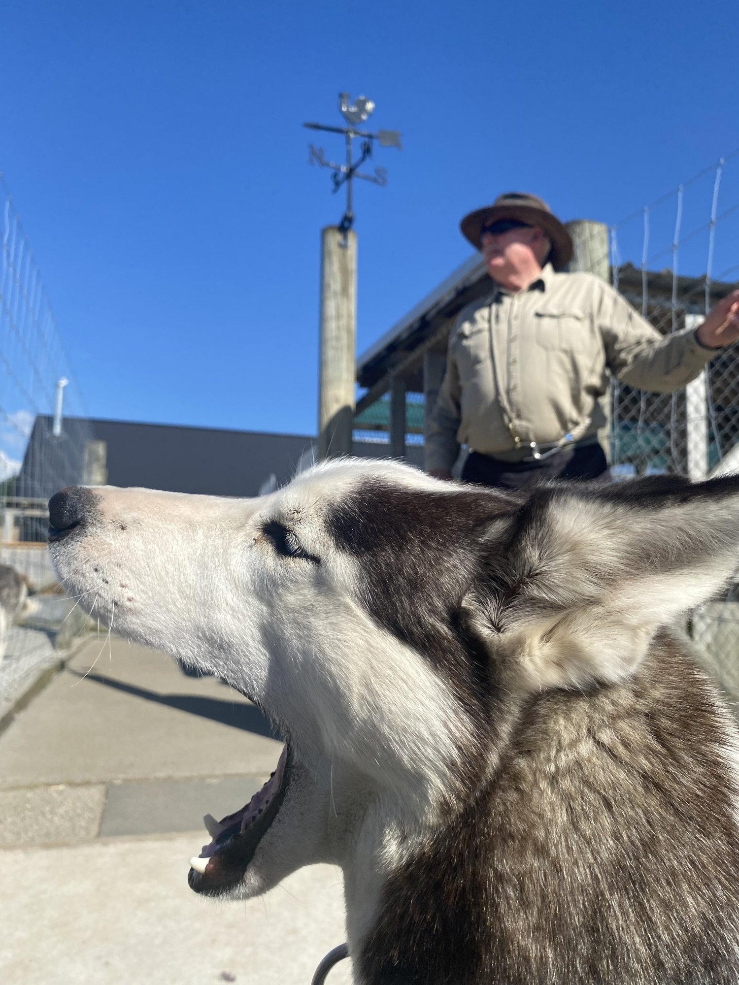 Great dogs, terrible pets — Taupō & Tūrangi News | Local Central ...
