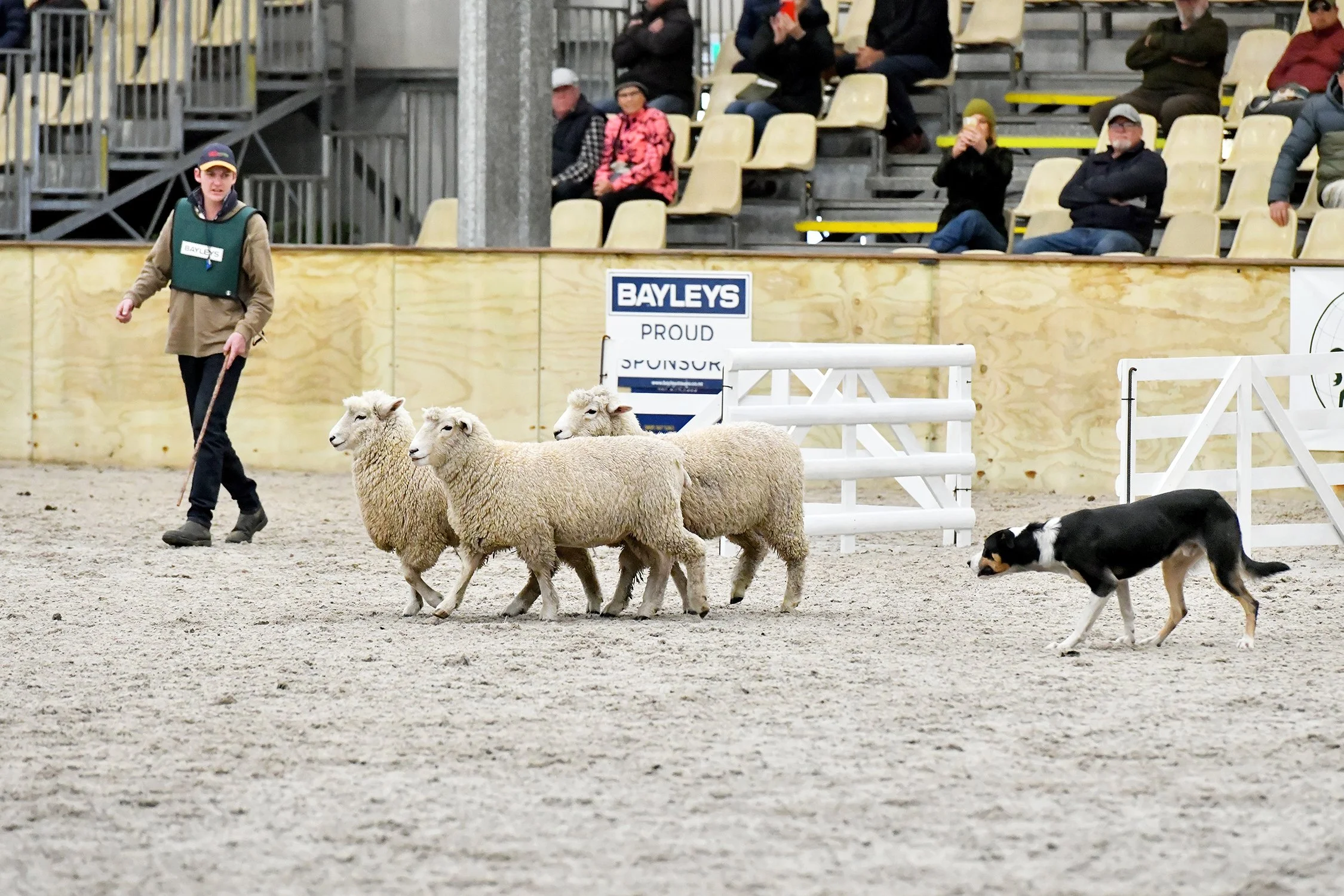 Sheep dogs to the rescue — Taupō & Tūrangi News | Local Central Plateau ...