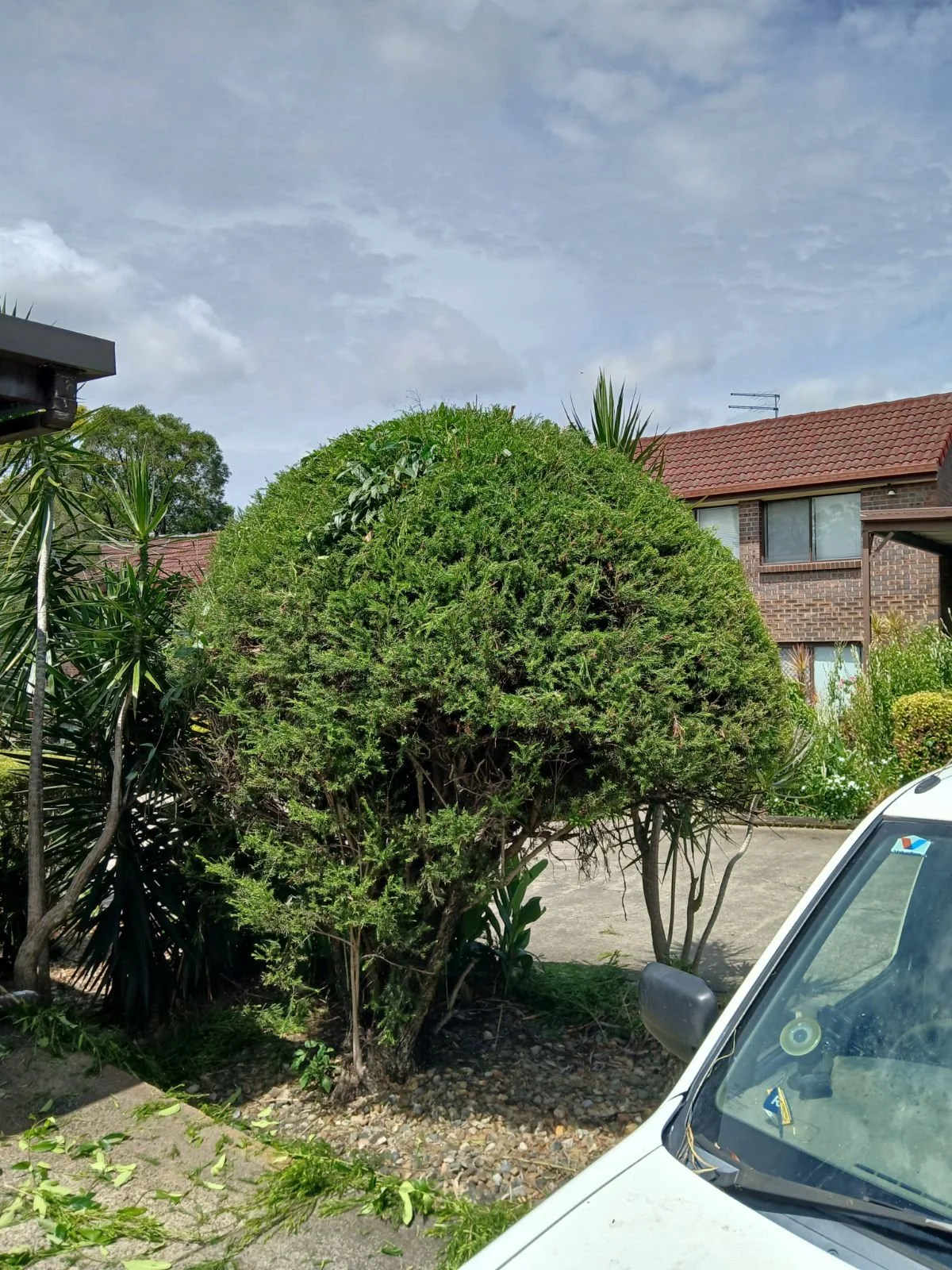 Dusty Dingo | Lawn Mowing Loganholme