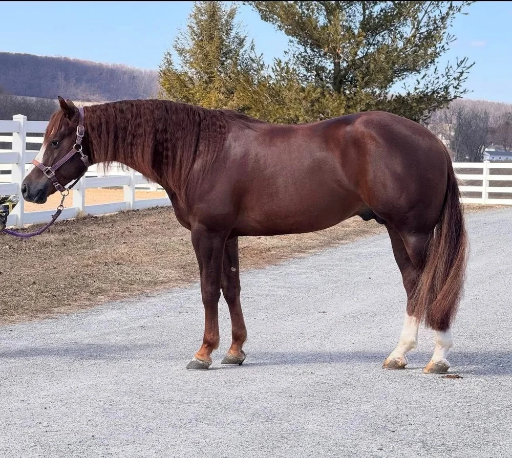 Performance Horses — Triple H Ranch