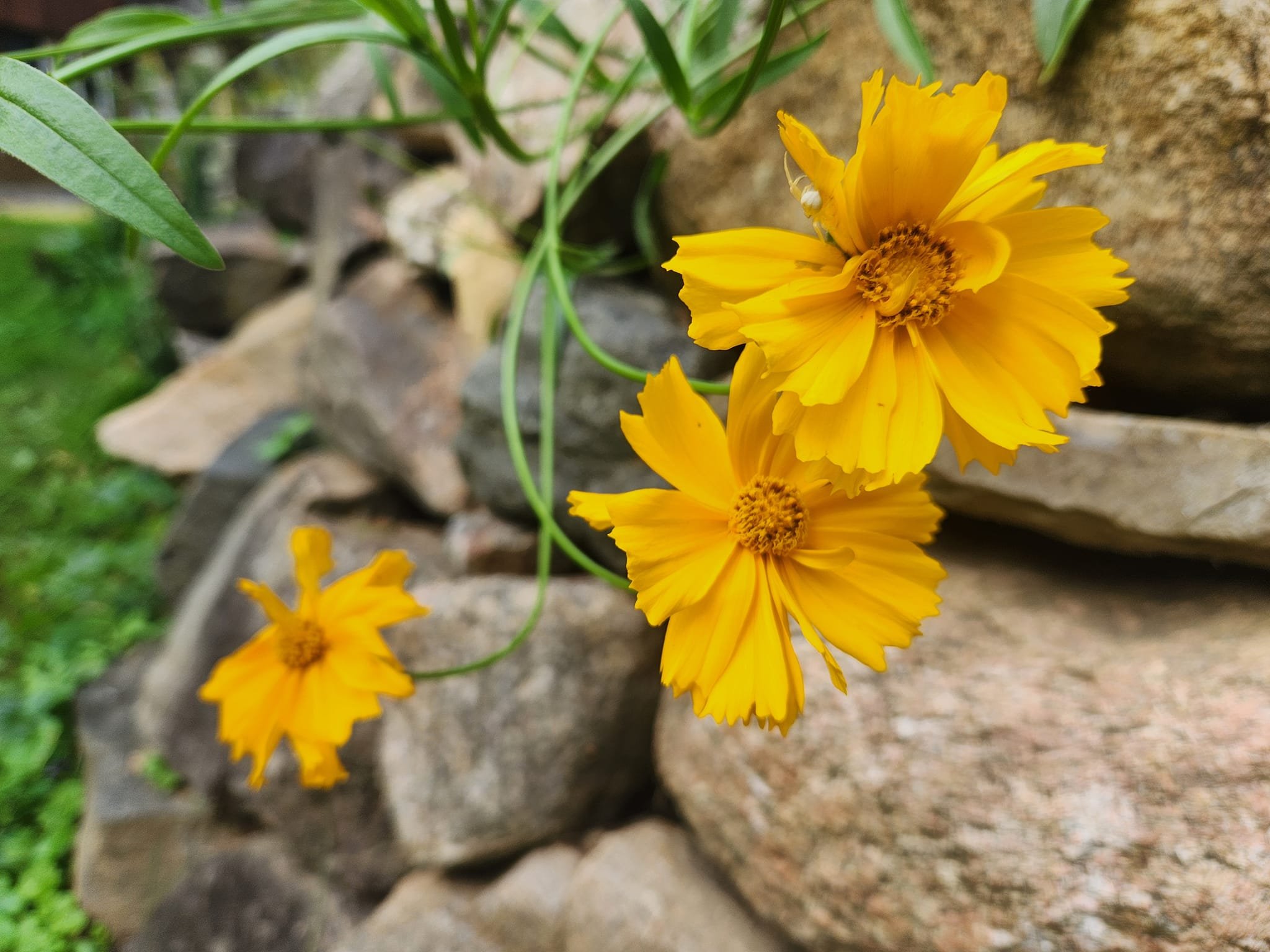 EchoNativePlants - Echo Native Plants Homepage
