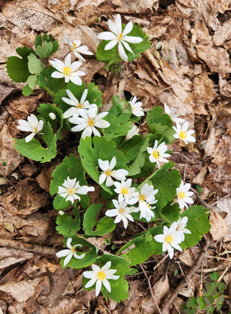 Bloodroot — EchoNativePlants