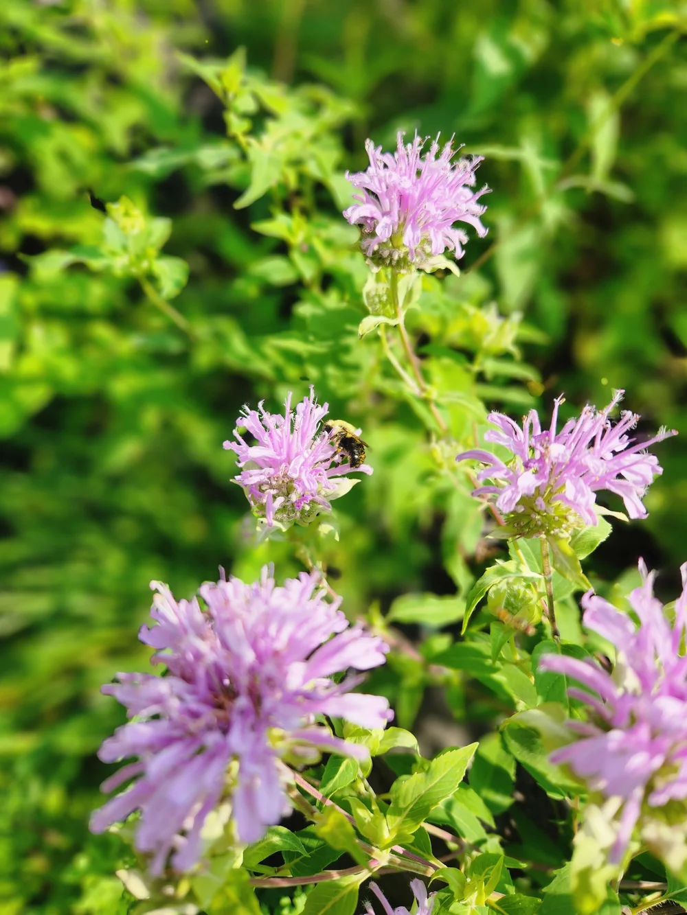 EchoNativePlants - Echo Native Plants Homepage