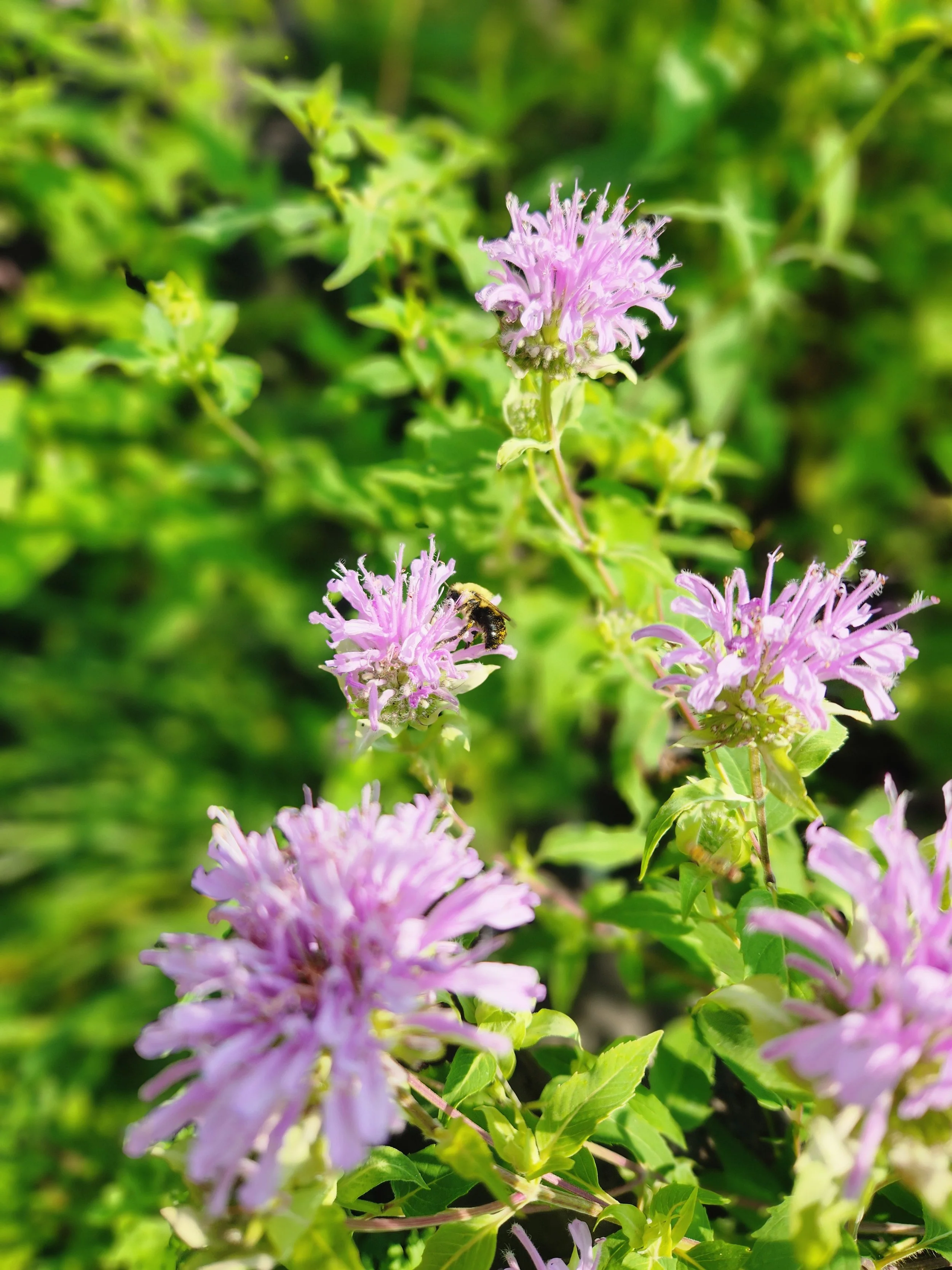 EchoNativePlants - Echo Native Plants Homepage