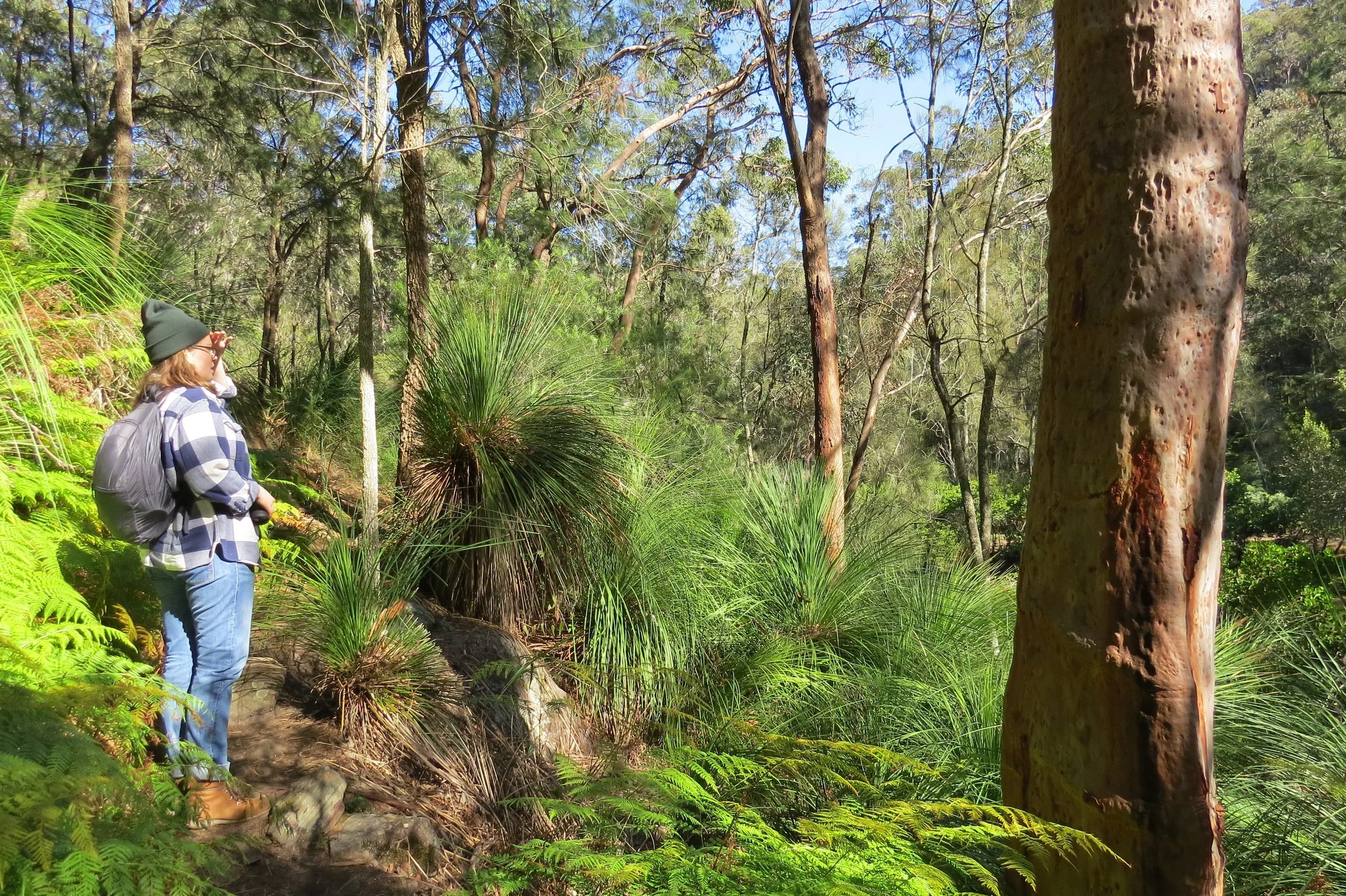 Birding? Twitching? Lifelist? What Do These Things Mean? — Sydney Bird Club