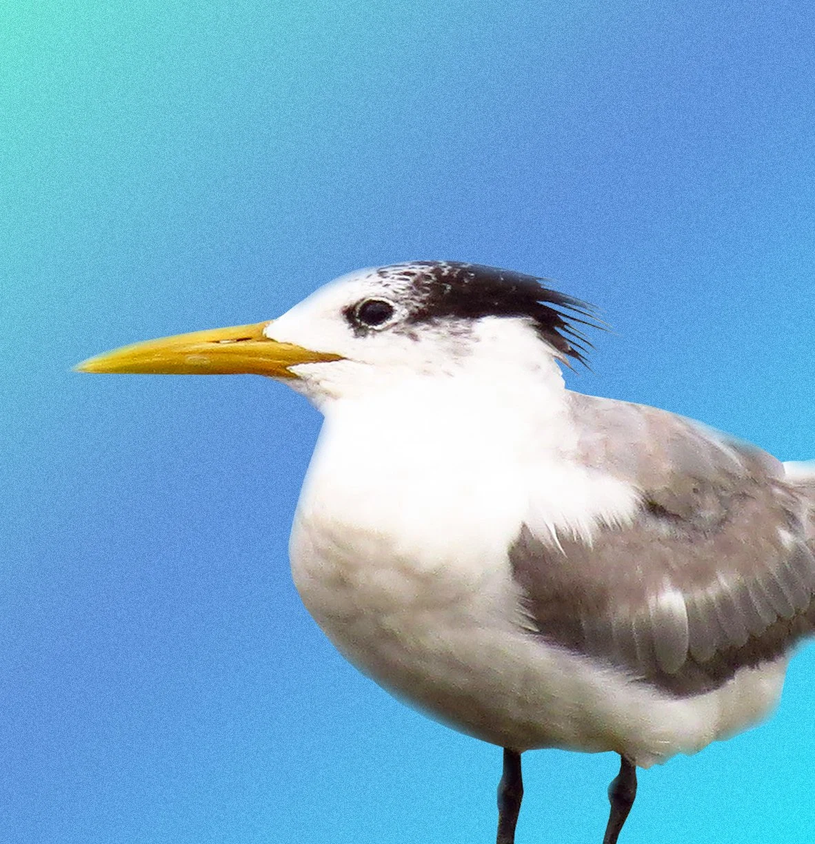 Winter Walk | Sun 9 August, 2PM-4:30PM — Sydney Bird Club