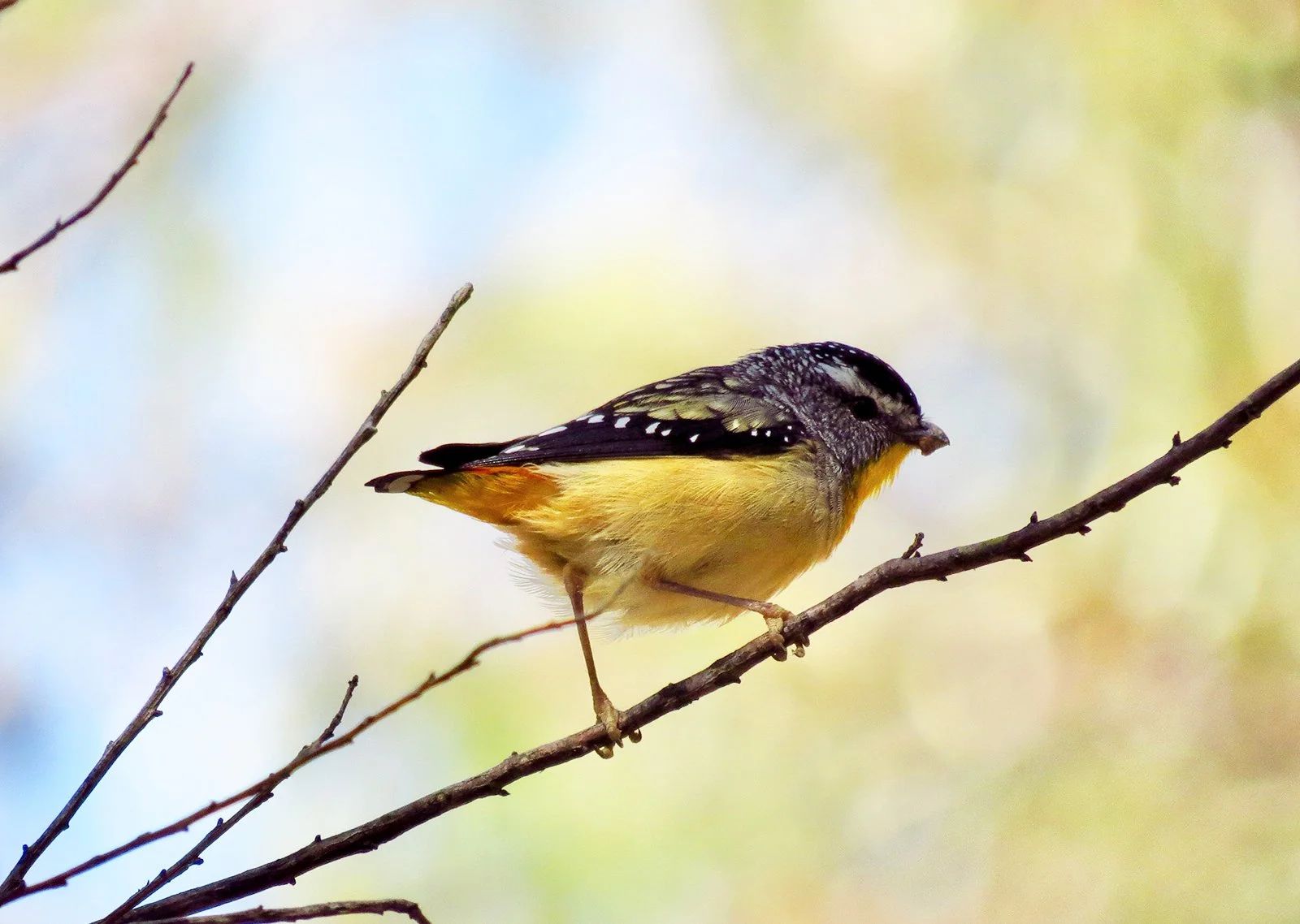 Inner West Bird Fest — Sydney Bird Club