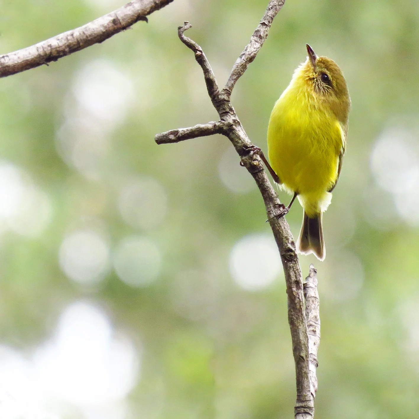 Bird Walks and Events — Sydney Bird Club
