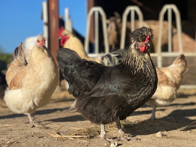 Our Flock