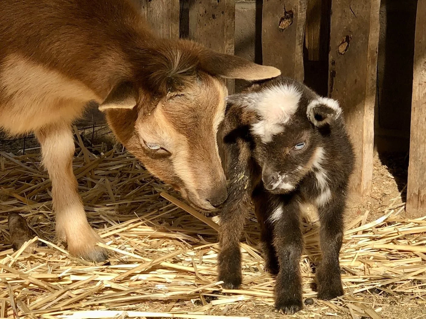 Goats of Blue Sky | Our Herd, Farm Life & Available Goats — Blue Sky ...