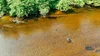 Battenkill River Fishing Report | Conditions, Hatches & Flies ...