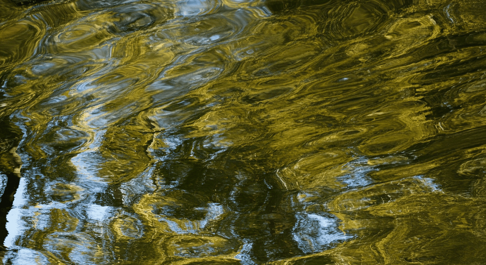 Fly Fishing in Vermont & New York — Battenkill Outfitters